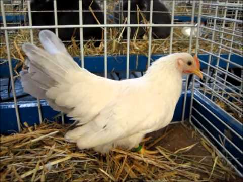 Chabos weiß mit blauem Schwanz, Chabo blanc à queue bleue, Exposition ...