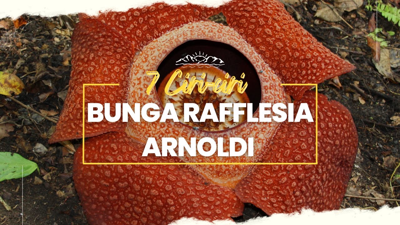 Ciri-Ciri Rafflesia Arnoldii, Bunganya Besar Banget! - YouTube