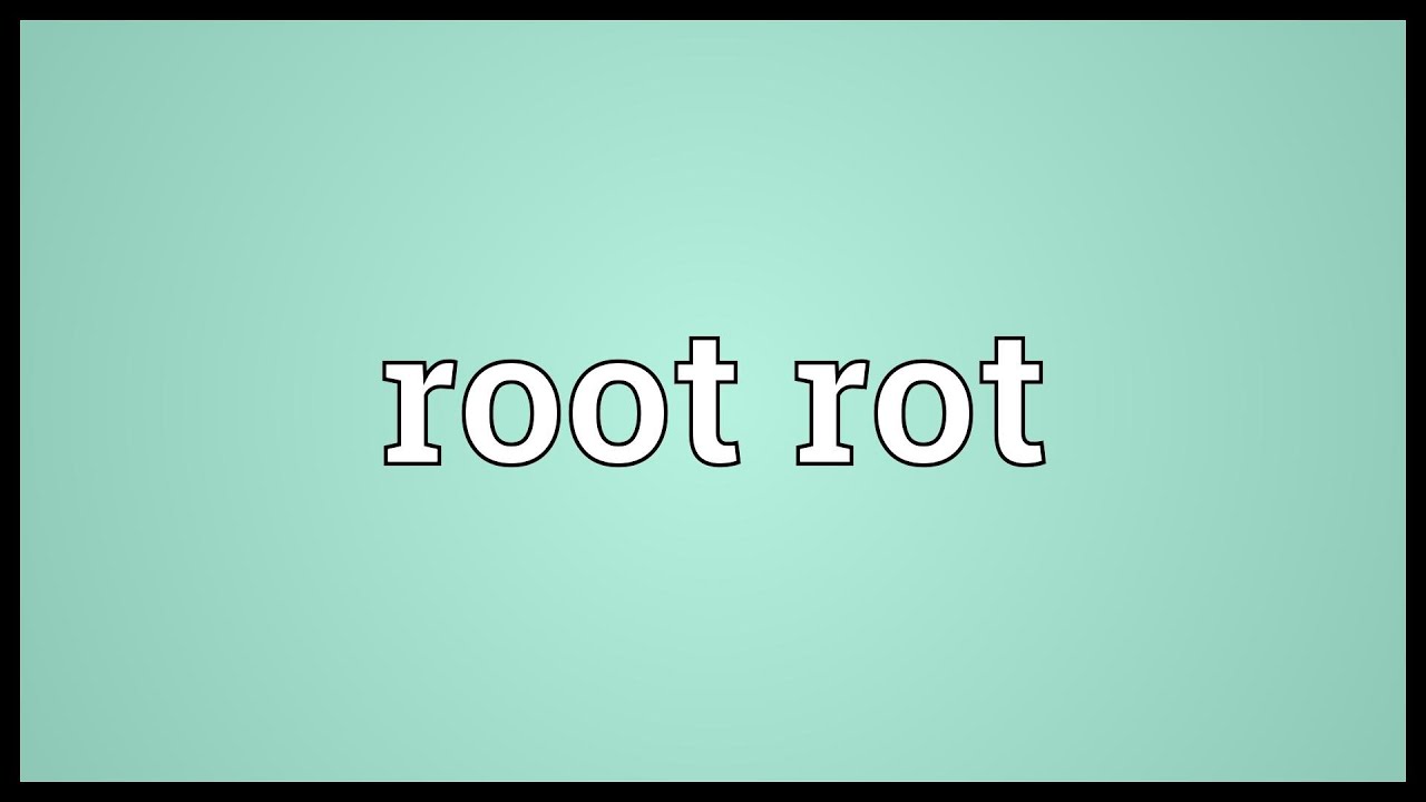 Root Rot Meaning YouTube root-rot-meaning-youtube