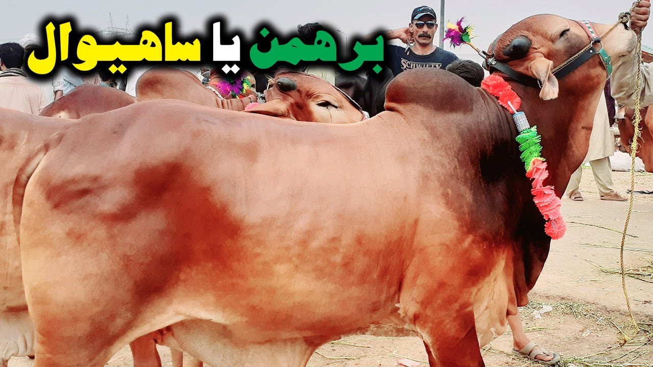 Biggest Sahiwal Bull-Sahiwal Cattle In Pakistan-Sahiwal Bull Qurbani ...