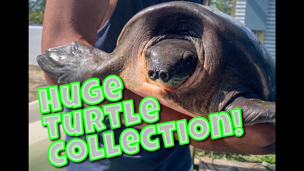 The turtles and tortoises of Iguana Land, with Aquascape!! - YouTube