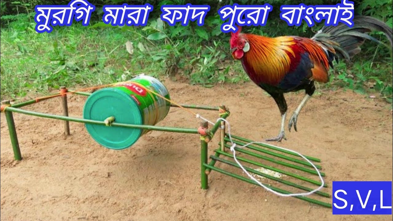 Sparrow Trap Bird Trap Homemade How To Make A Bird Trap Easy Automatic Saving A Sparrow YouTube sparrow-trap-bird-trap-homemade-how-to-make-a-bird-trap-easy-automatic-saving-a-sparrow-youtube