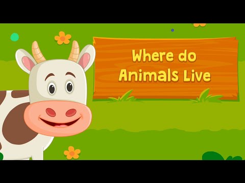 Where Do Animals Live | Animals Home | Dunia Anak MM