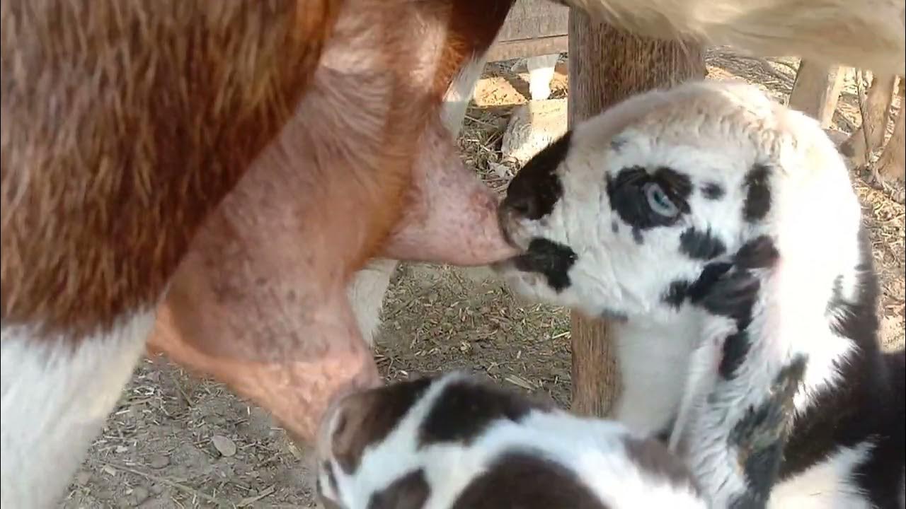 Goat Baby Drinking milk from mother||Mashallah Cute Baby Goat Drinking Milk From Other - YouTube