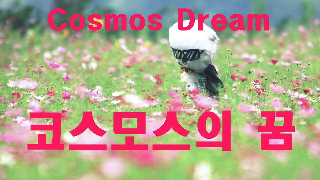 코스모스의 꿈/Cosmos Dream / Photo and Poetry Healing Music/ - YouTube