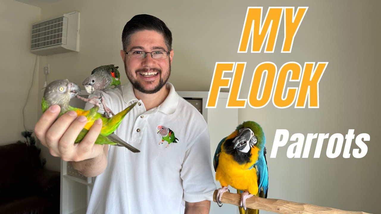 Parrot Wizard Bird Flock – Senegal, Cape, Macaw - YouTube
