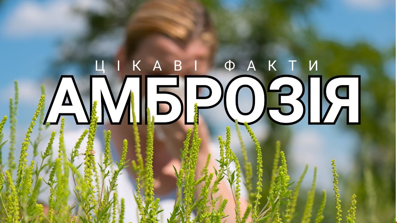 Амброзія - небезпечна рослина. Цікаві факти. - YouTube