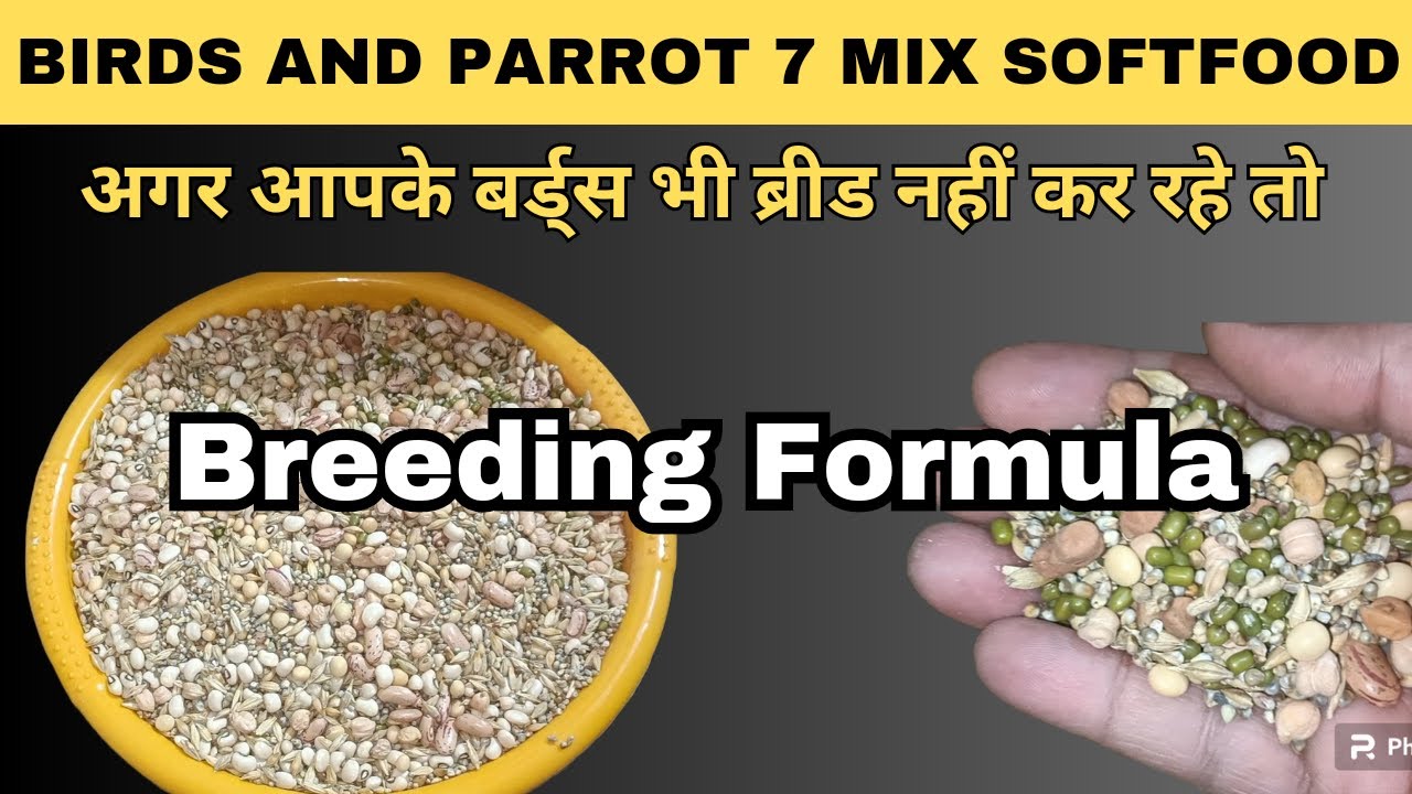Breeding formula for birds and parrots | Breeding tips | breeding food ...