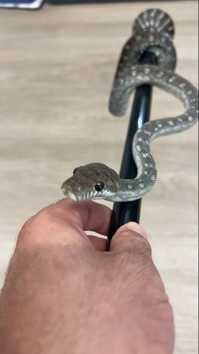 My USCBB Axanthic Moluccan Scrub Python. One of the most rarest snakes ...