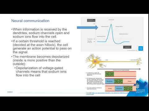Neurons, Action Potentials, Synapses, & Neural Integration #brain #biopsychology #neuroscience ...