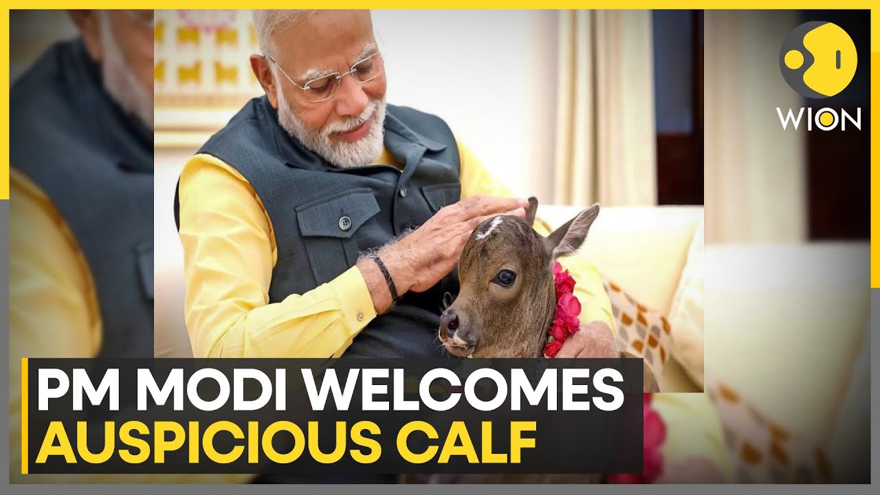 Indian PM Modi welcomes new born calf 'Deepjyoti' at his residence in ...