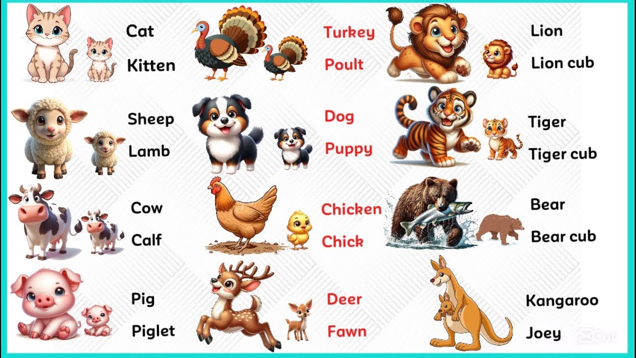 Part 3 Most Popular Animals in the World | Animals Name | Animal and ...