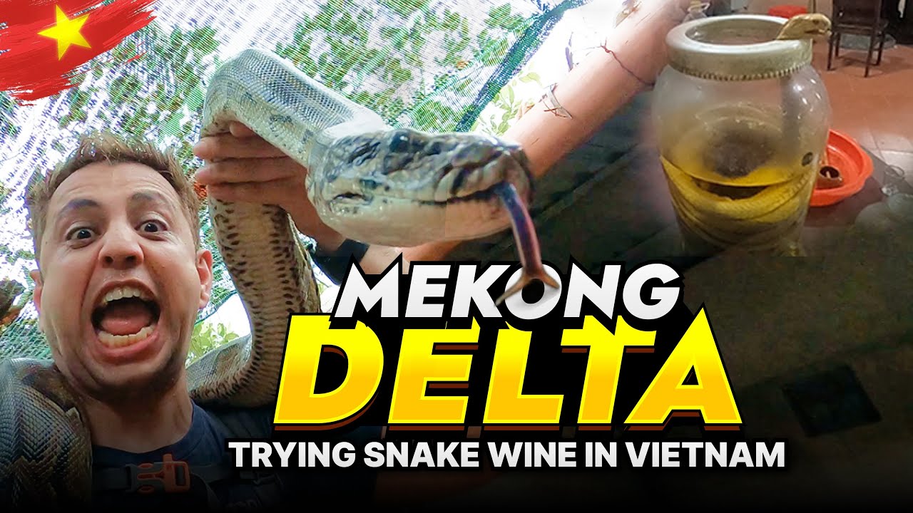 TRYING VIETNAMESE SNAKE WINE | MEKONG DELTA TOUR | VIETNAM 🇻🇳 - YouTube