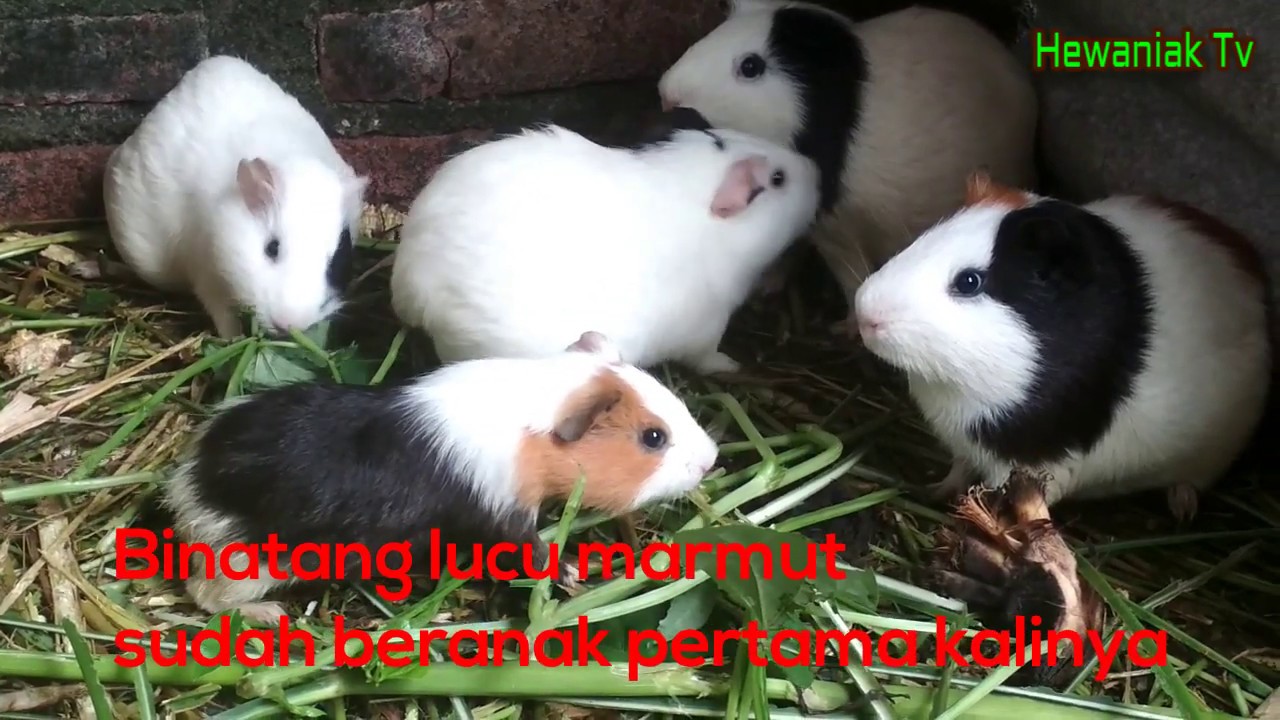 Marmut lucu beranak 2 lagi hewan peliharaan lucu - YouTube