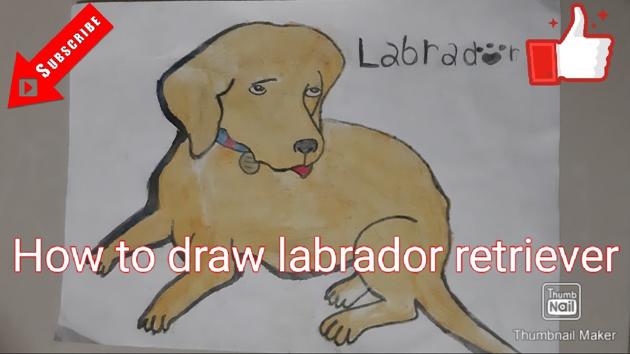 How to draw labrador retriever | Dog edition episode - 2 - YouTube