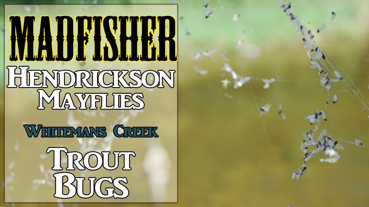 Hendrickson Spinners Whitemans Creek Trout Fishing - YouTube