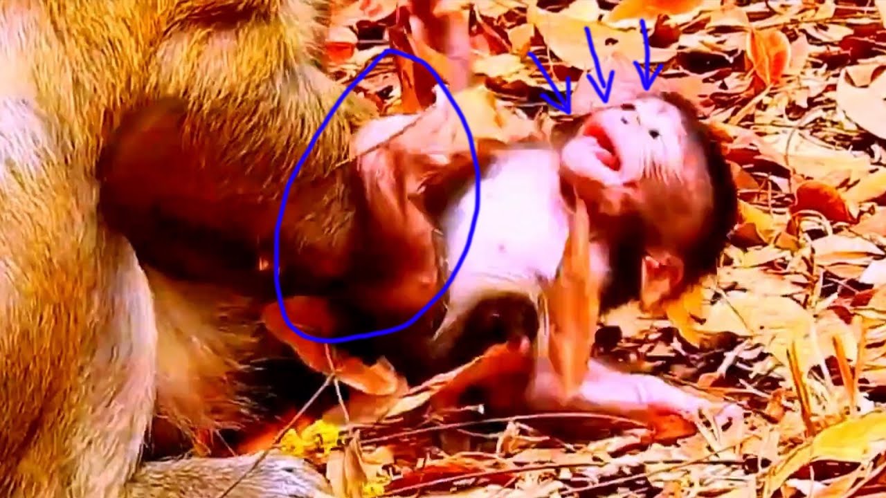 🔴LIVE: Cuteness Overload! Adorable Baby Monkeys Learning & Playing ...