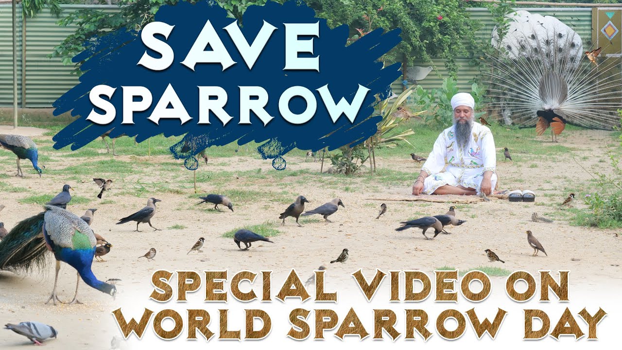 Save Sparrows, Save Nature (Special Video on World Sparrow Day 2021 ...