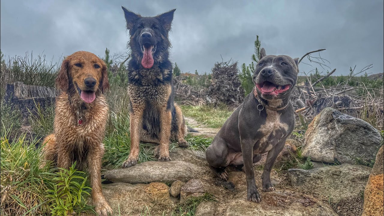 Party on pups 🐾🐾 - YouTube