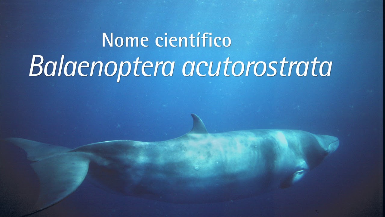 Bichos do Mar - Baleia-minke - YouTube