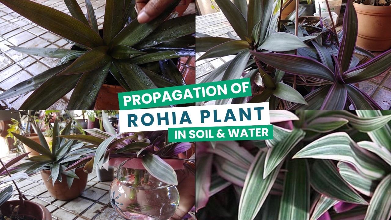 Propagation of Rohia Plant in Soil and Water | Easy to Grow | Baghbani ...