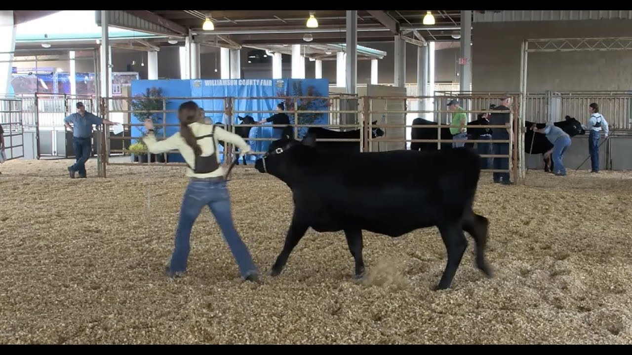 2022 Williamson County Fair - Beef Show – Open/Junior/Williamson County ...