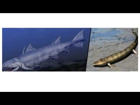 Sub Class - Sarcopterygii | Lobe Fin Fishes | Lung Fishes - YouTube