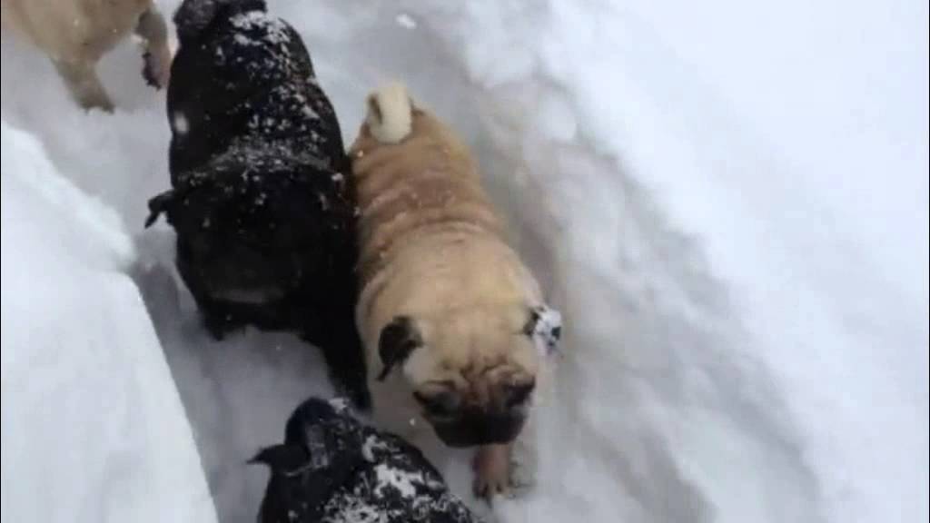 Swiss Mountains Snow Pugs Part 2 - YouTube