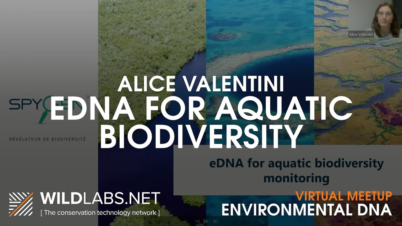Alice Valentini: eDNA for Aquatic Biodiversity - YouTube