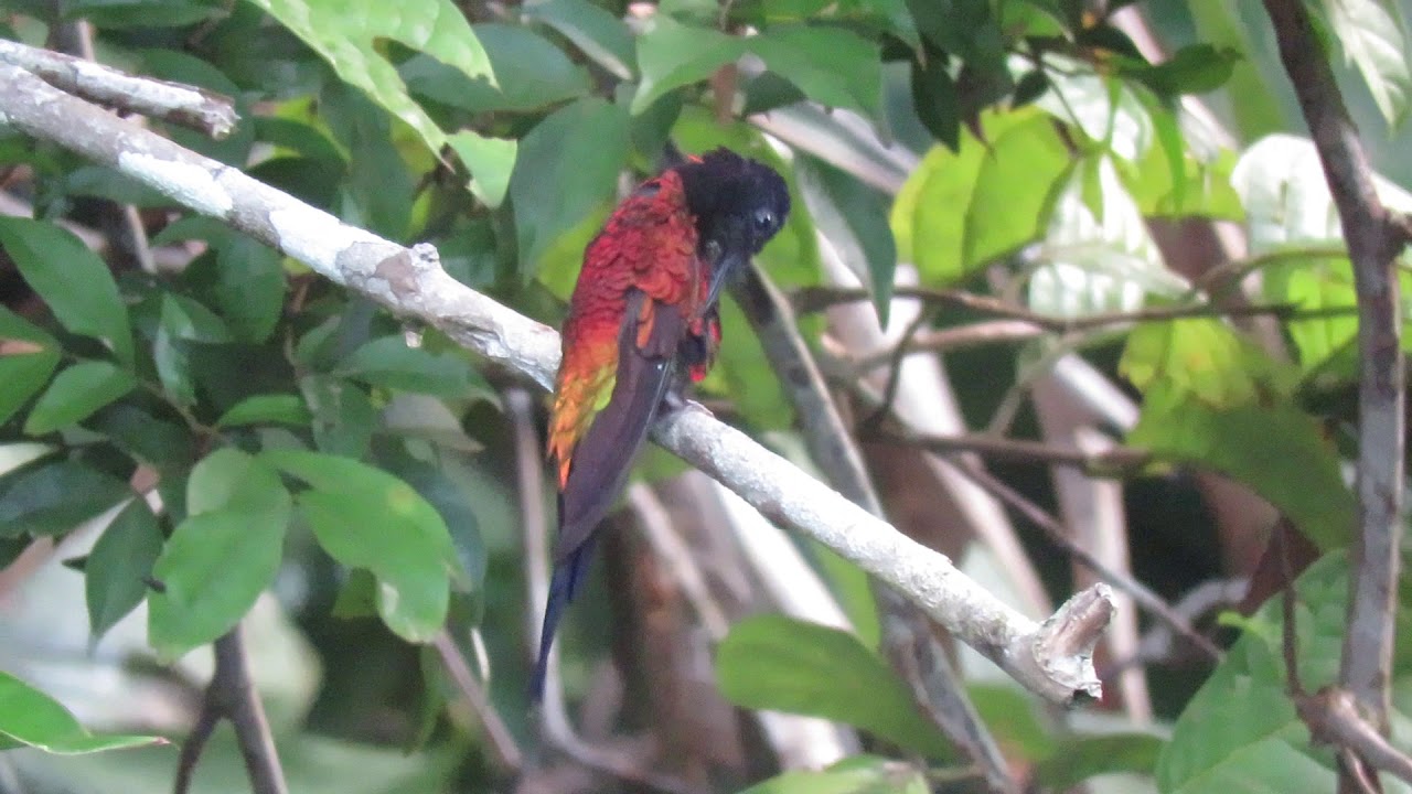 Fiery topaz, Topaza pyra, Mitu Birding, Amazonas, vaupes - YouTube