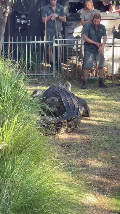 Australian Reptile park - YouTube