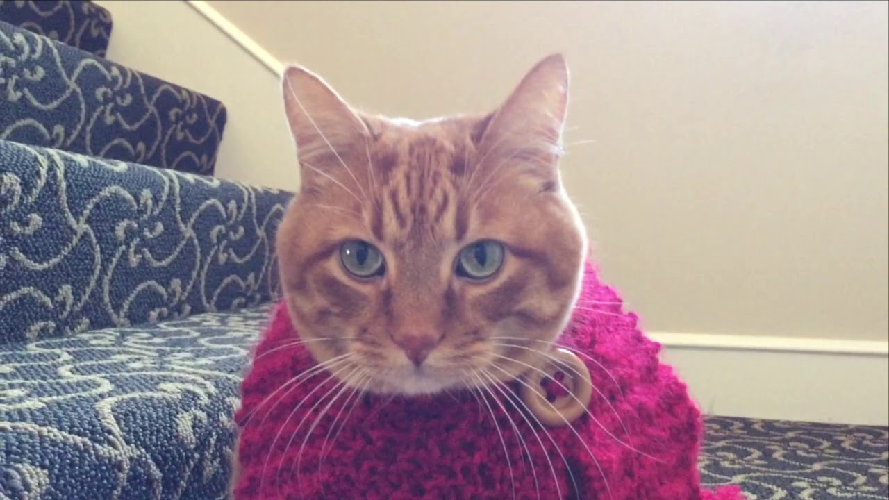 Making My Cat a Poncho for Christmas - YouTube