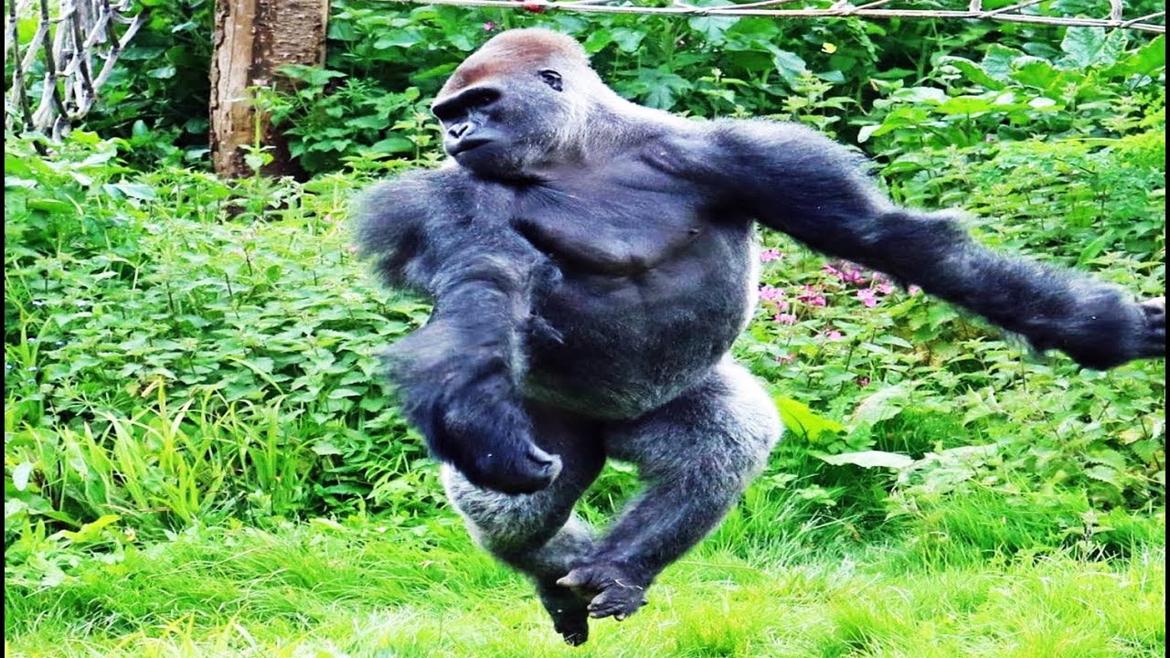 Breakdancing Gorilla to Maniac Enjoys Pool Behind-the-Scenes - YouTube