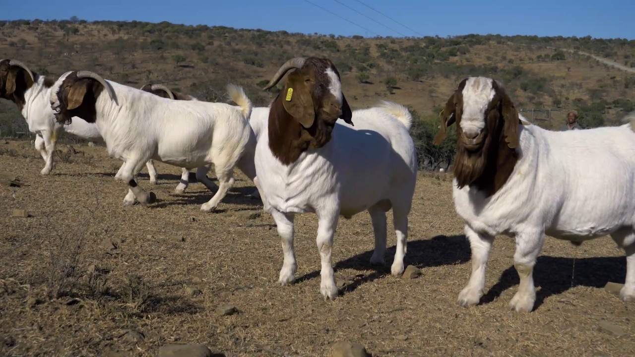 National Boerbok Auction | 2019 - YouTube