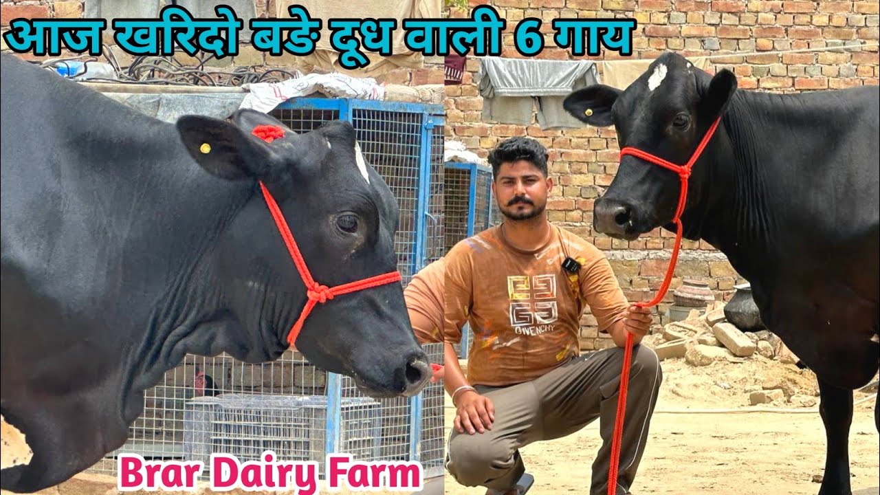 आज खरिदो बङे दूध वाली 6 गाय बिकाऊ दूध 25 से 30 लीटर। 6 Buffalo For Sale ...