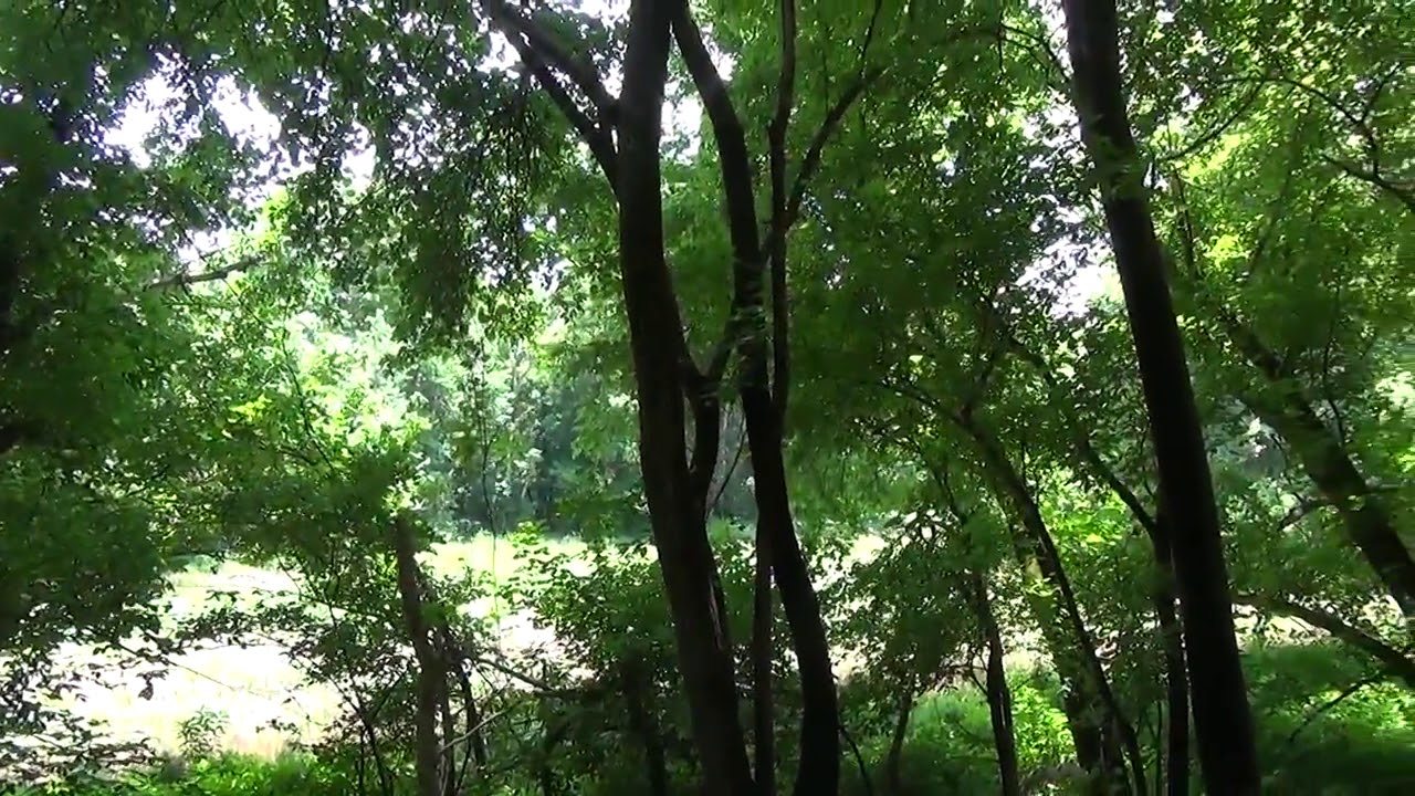 Amazing Return Tree Knocks! Kentucky Family Hears Bigfoot Tree Knocks ...