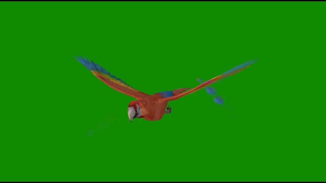 Red Parrot_ON_GREEN_SCREEN_Multiple Camera Angle (No-Copyright) - YouTube