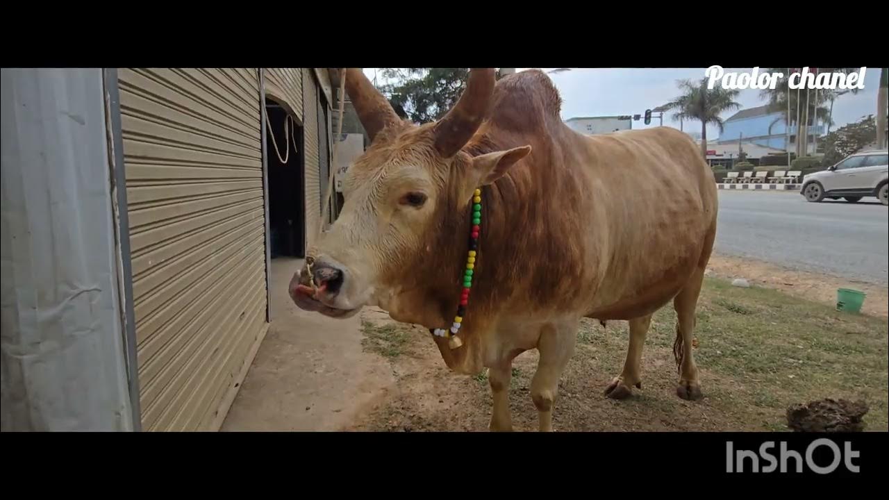 kuv ob tug nyuj hnub no qees ib tug rau ib tug phooj ywg tus lawm - YouTube