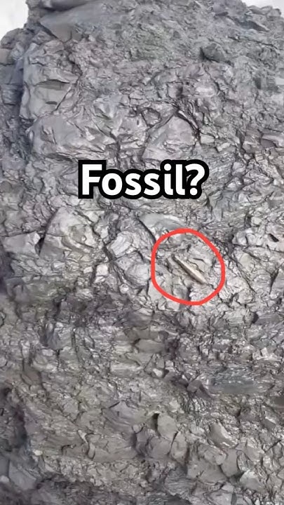 Cephalopod fossil? - YouTube