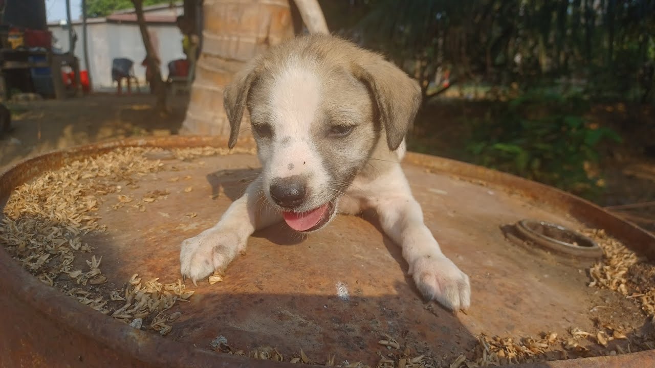 Puppies stuck in a gas tank - YouTube