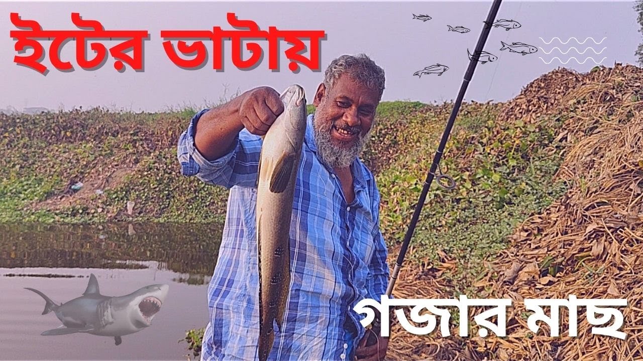ইটের ভাটায় গজার মাছ মদনপুরে | GOZAR FISH #bdfishing #fishingvideo ...