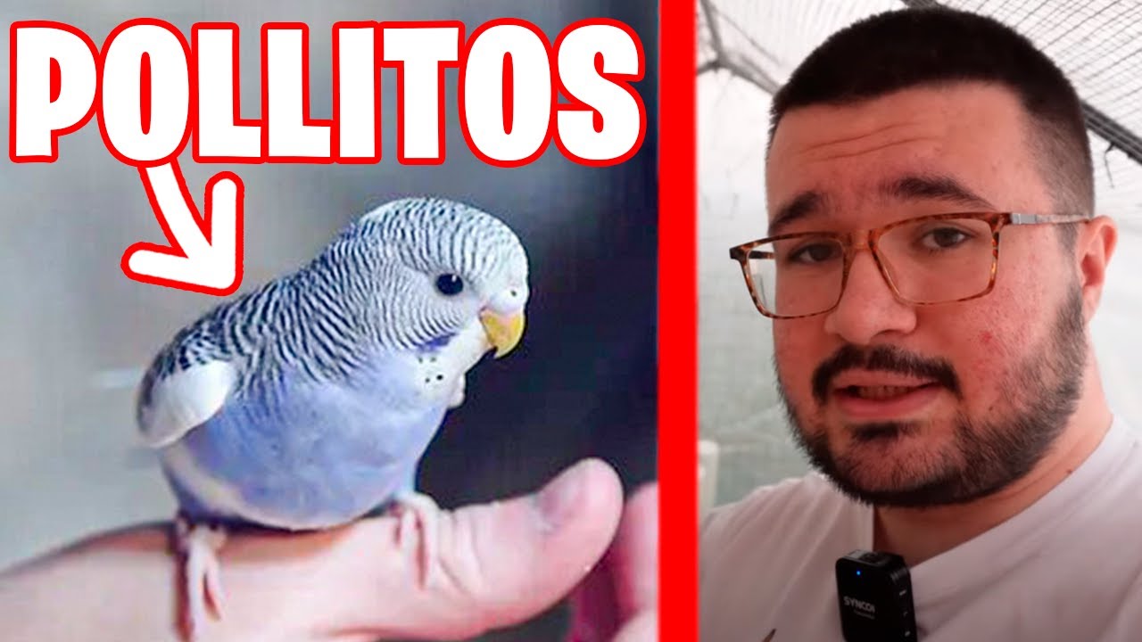 MIS POLLITOS CON MUDA FRANCESA - YouTube