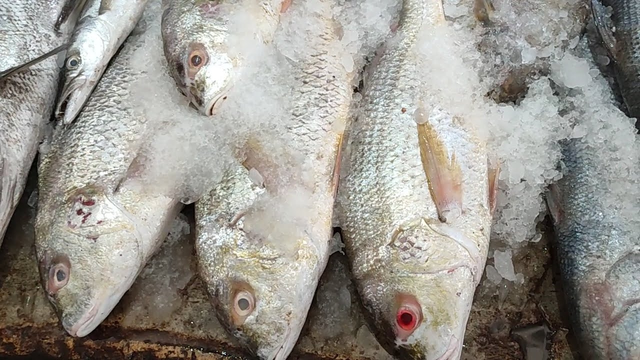 fish rates latest fish rates update fish market karachi fisheries fish ...