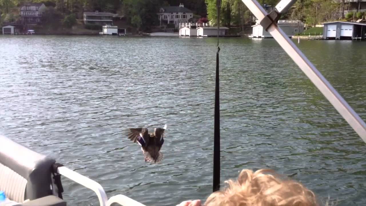 Duck... or Duck Drone? - YouTube