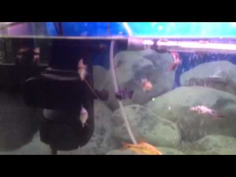 Aquarium @ Sheffield - YouTube