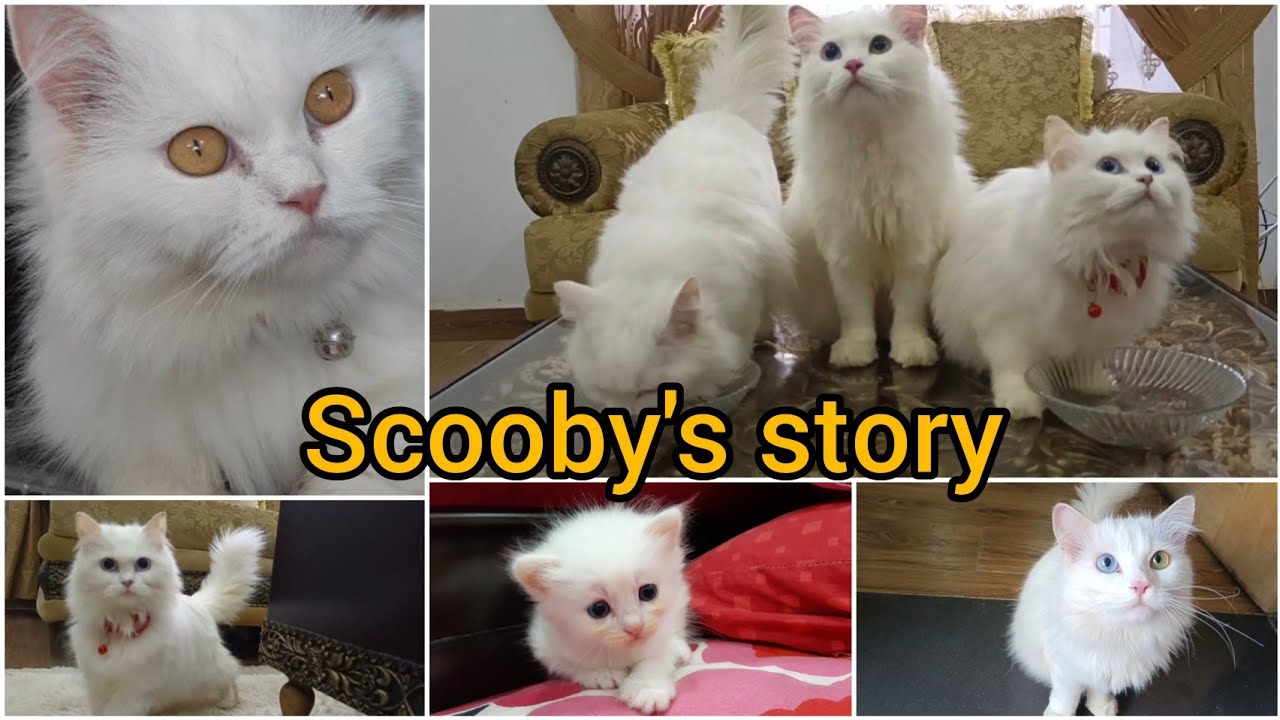 Scooby ki Story | Meet my Scooby and with his family | the cats planet ...