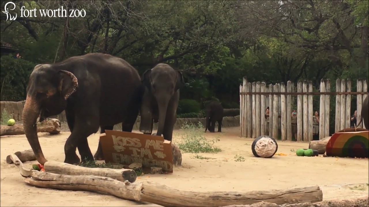Happy St. Patrick's Day from the Zoo! - YouTube