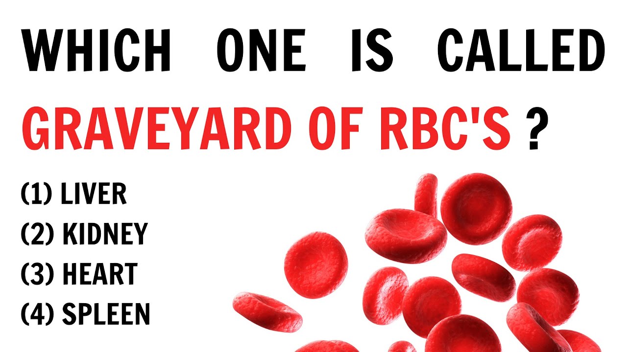 Which one is called graveyard of RBC's ? || QnA Explained - YouTube