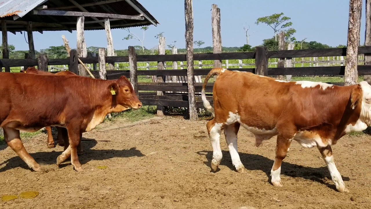 Marcando ganado Feb 2020 - YouTube