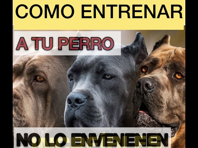 Perro De Ataque Cane Corso Mi Corso Fue Atacado : R/CaneCorso